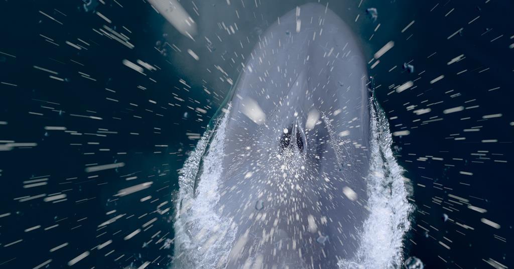 Post-production uncovered: Lux Aeterna on Blue Whales: Return Of The ...