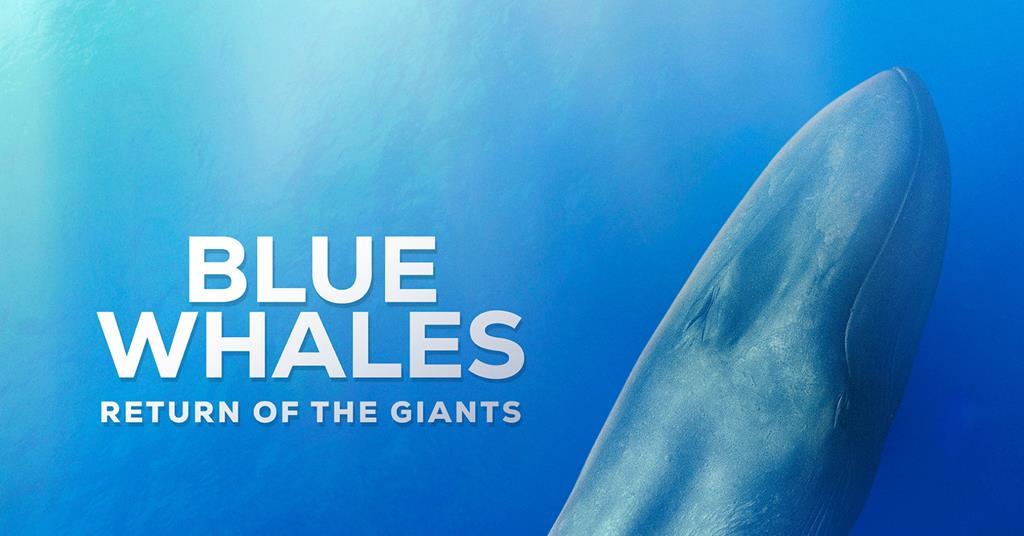 Post-production uncovered: Lux Aeterna on Blue Whales: Return Of The ...