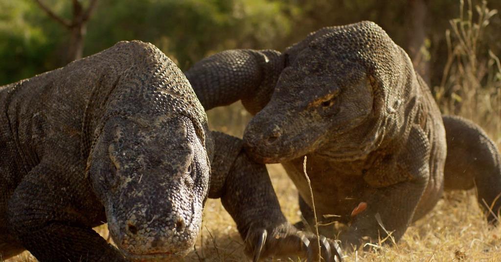 Dumbo & T-Rex lead BBC natural history slate | News | Broadcast