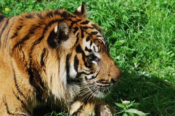 Nat Geo exposes tiger poaching | News | Broadcast