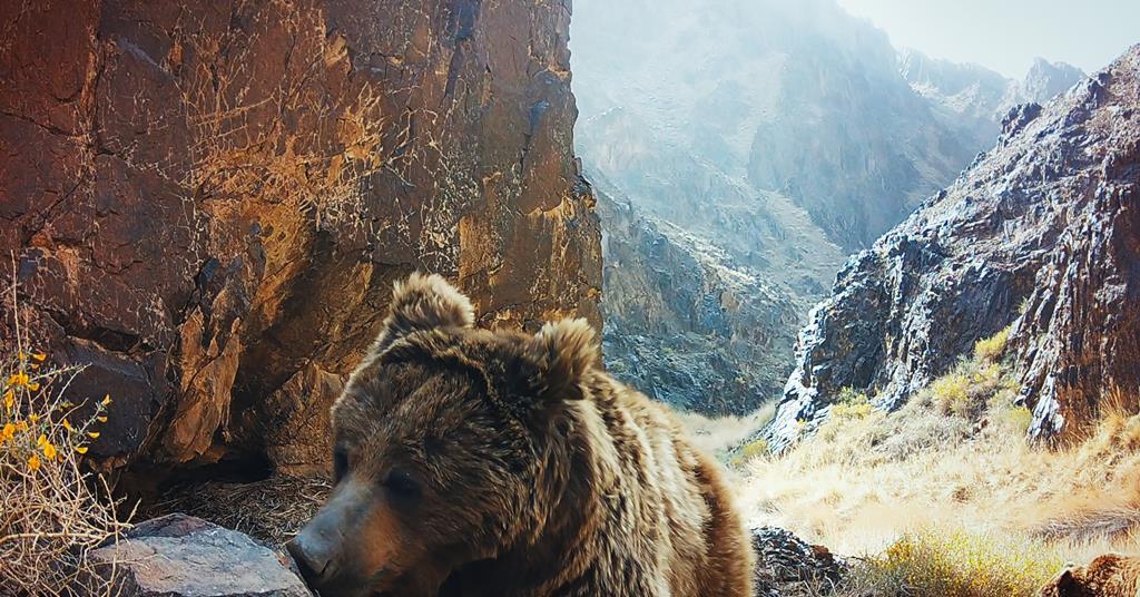 Why I came out from behind the camera to join the wildlife on screen ...