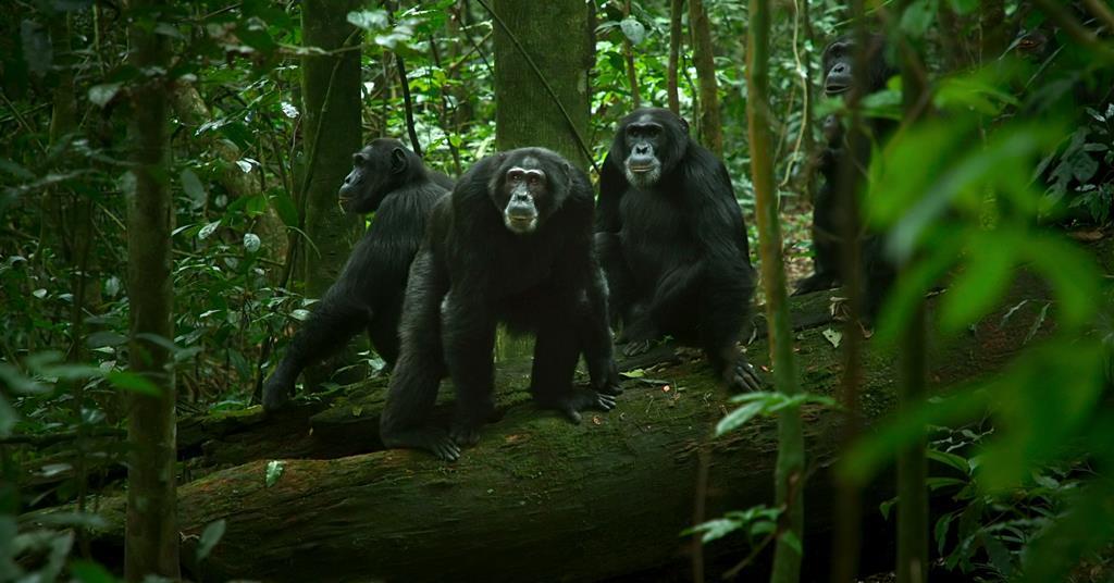 How an ageing professor inspired James Reed’s latest Netflix epic ...