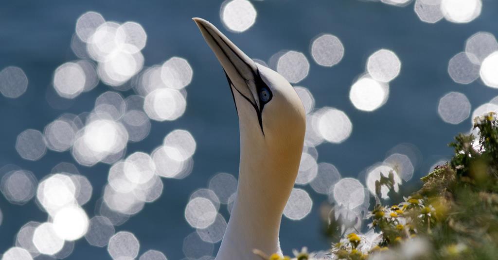 Gallery: Animals with Cameras | Features | Broadcast