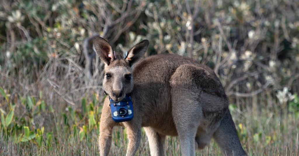 Gallery: Animals with Cameras | Features | Broadcast