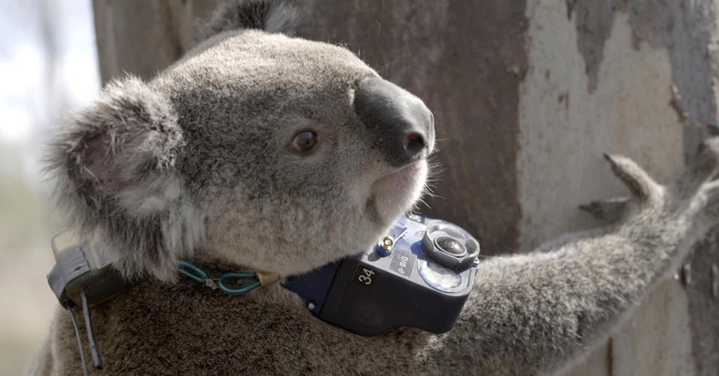 Gallery: Animals with Cameras | Features | Broadcast