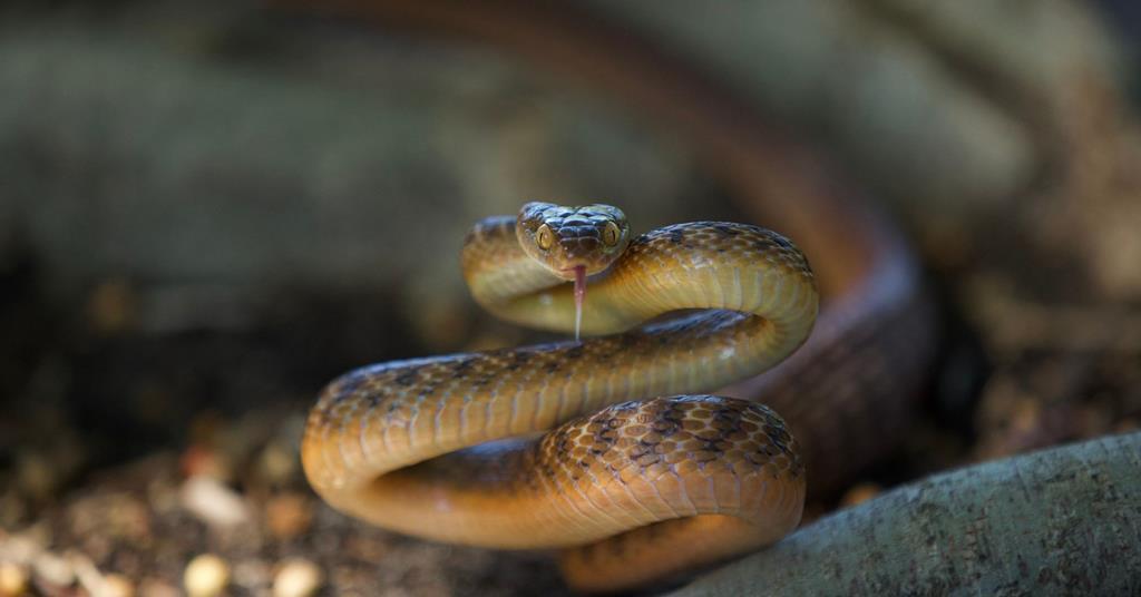 Sky and Blue Ant Media renew natural history content partnership for ...