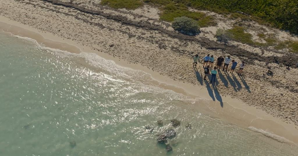 Critics: Shark! Celebrity Infested Waters | Critics | Broadcast