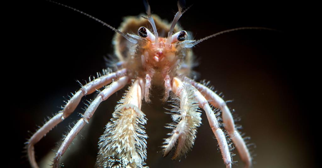 Gallery: Blue Planet II, BBC1 | Features | Broadcast