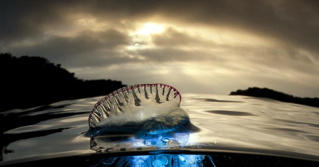 Gallery: Blue Planet II, BBC1 | Features | Broadcast