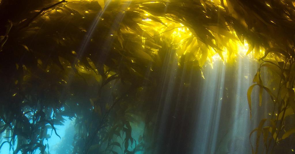 Gallery: Blue Planet II, BBC1 | Features | Broadcast