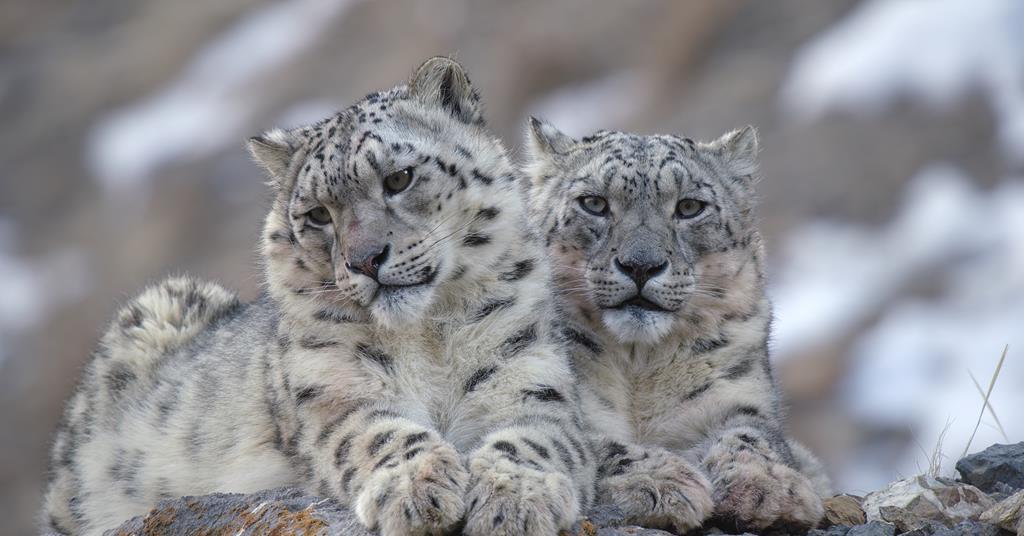 Trailer: Animal, Netflix | Video | Broadcast