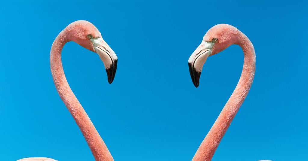 The Mating Game, BBC1 | Video | Broadcast