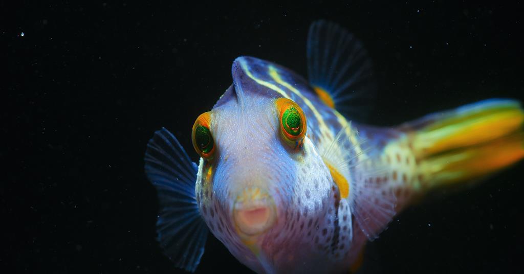 Puff: Wonders of the Reef, Netflix | Video | Broadcast