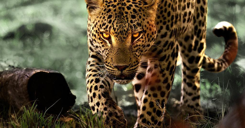 Trail: Living with Leopards, Netflix | Video | Broadcast