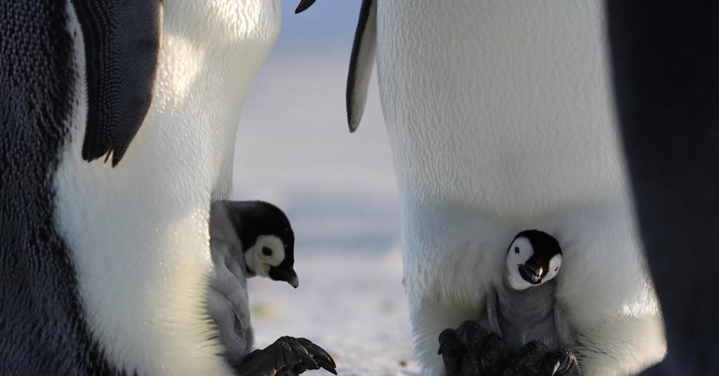 Secrets of the Penguins, Nat Geo / Disney+ | Behind The Scenes | Broadcast