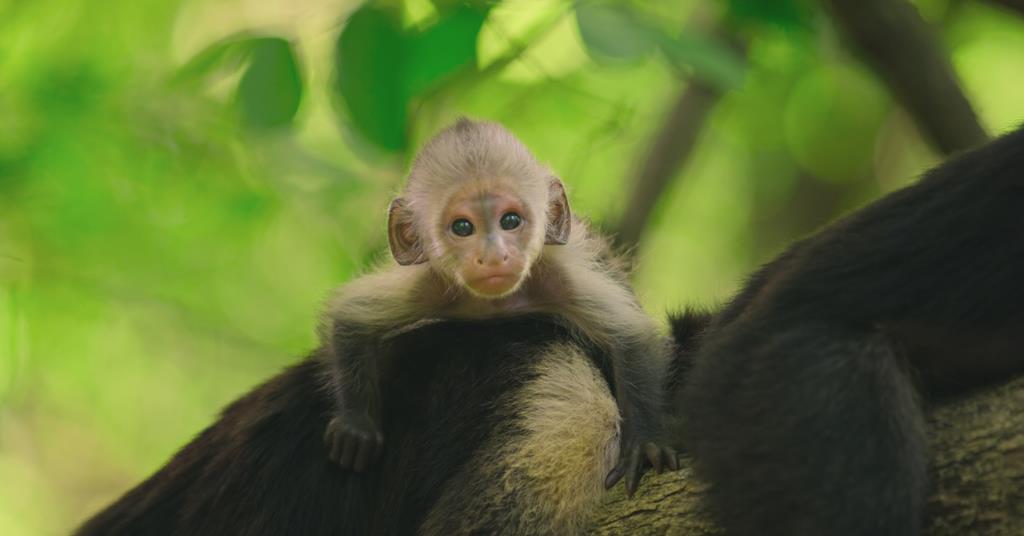 Post-production uncovered: Picture Shop on Wild Babies (Netflix) | News ...