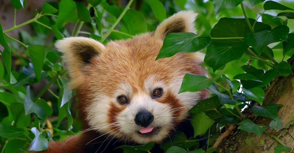 Blast! Films | Features | Broadcast