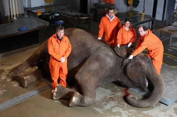 C4 orders more animal autopsies | News | Broadcast