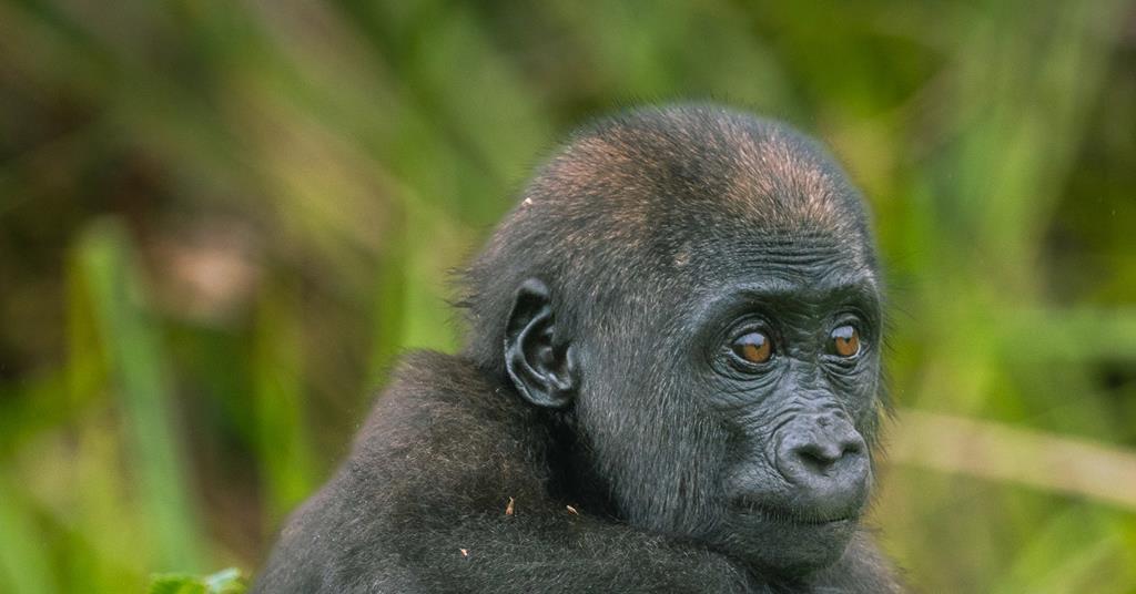 Silverback to explore animal parenthood for BBC1 | News | Broadcast