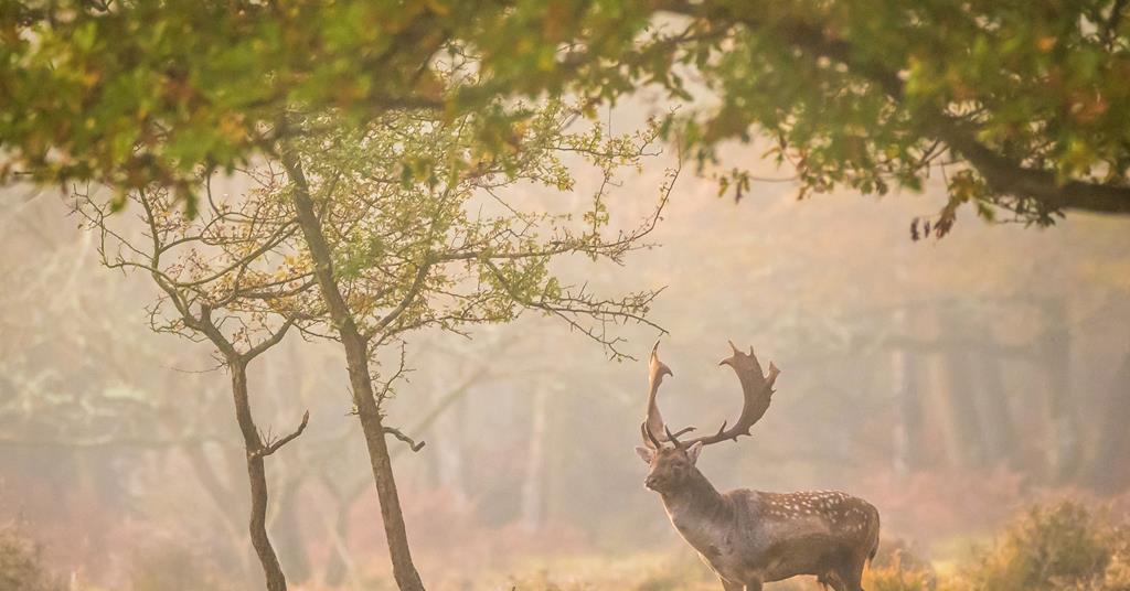 C5 preps British natural history series | News | Broadcast