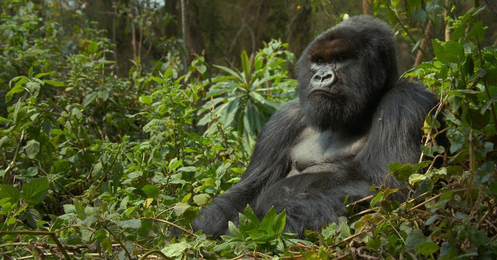 A Gorilla Story: Told By David Attenborough; Beef; Big Mood; Bergerac ...