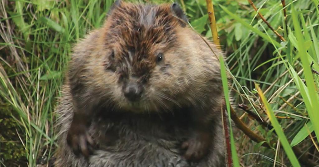 Hot Picks: Beaver Las Vegas | Features | Broadcast