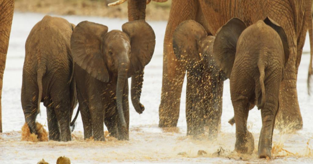 Wild Babies, Netflix | Behind The Scenes | Broadcast