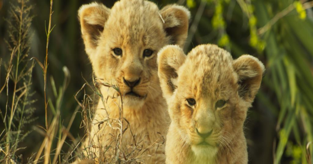 Wild Babies, Netflix | Behind The Scenes | Broadcast