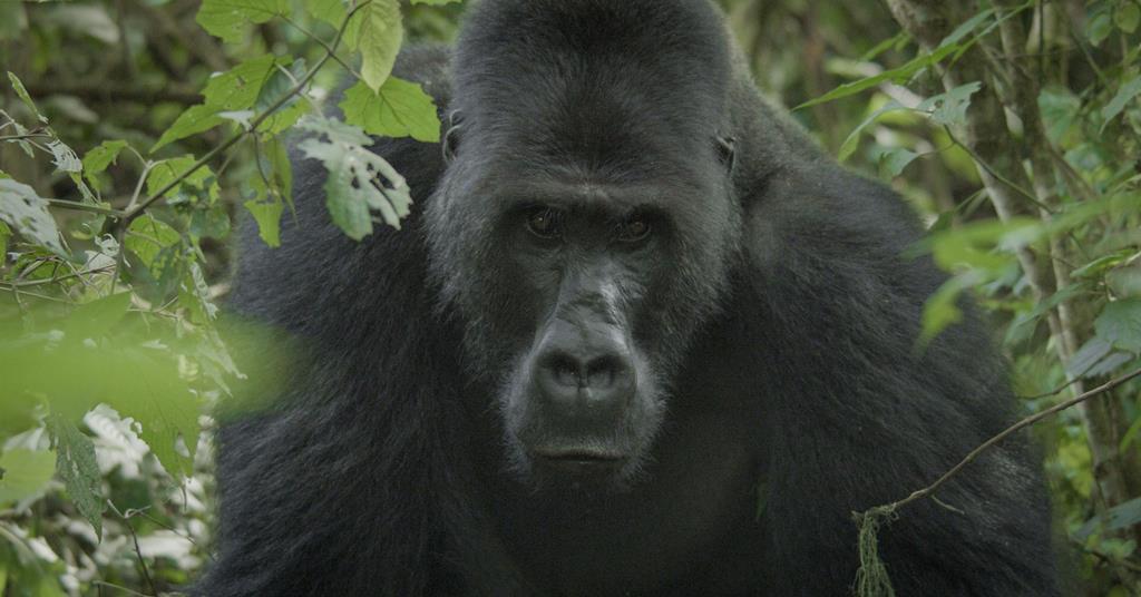 Silverback, BBC2 | Behind The Scenes | Broadcast