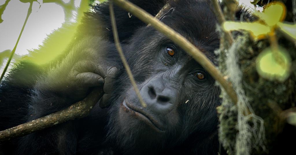 Silverback, BBC2 | Behind The Scenes | Broadcast