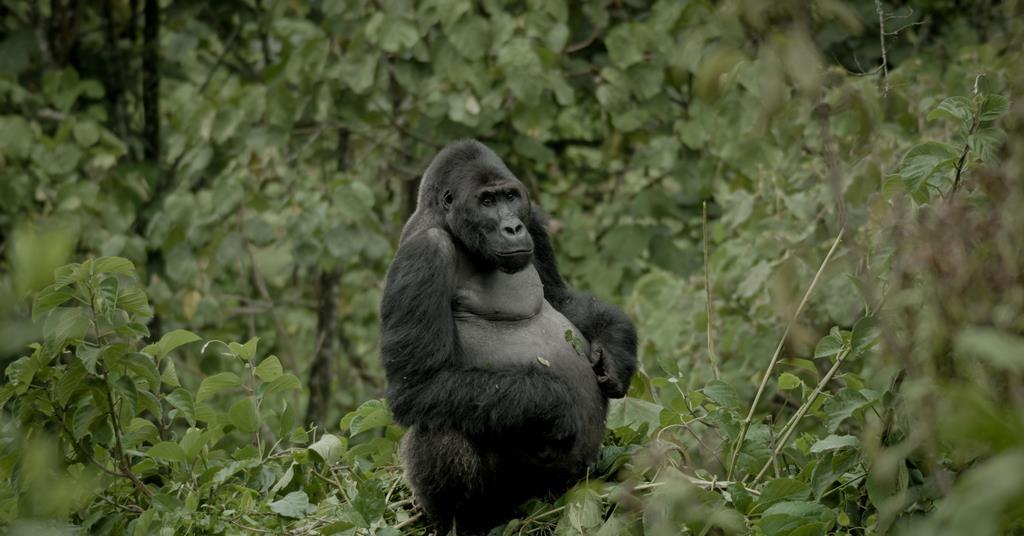 Silverback, BBC2 | Behind The Scenes | Broadcast