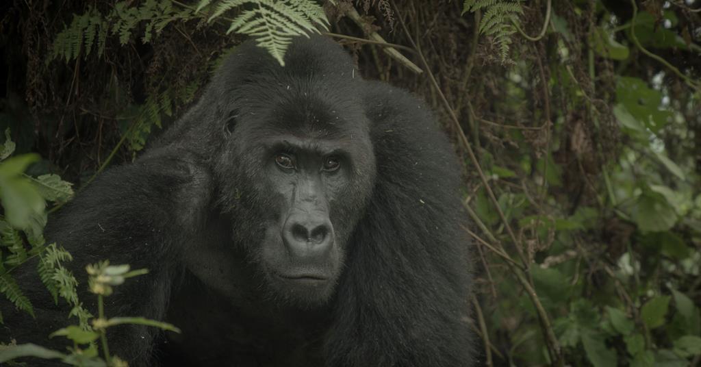 Silverback, BBC2 | Behind The Scenes | Broadcast
