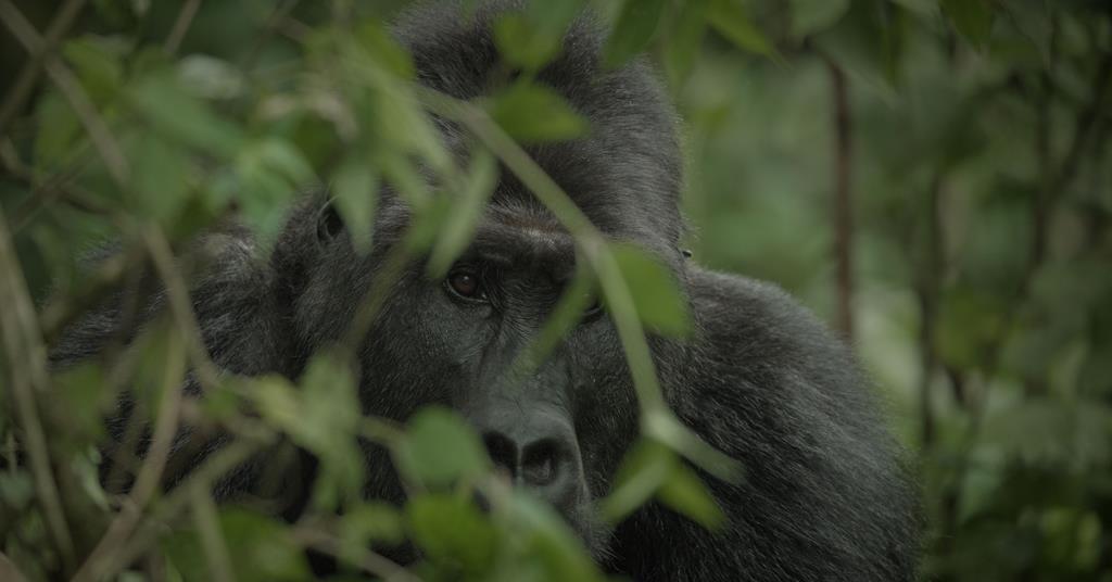 Silverback, BBC2 | Behind The Scenes | Broadcast