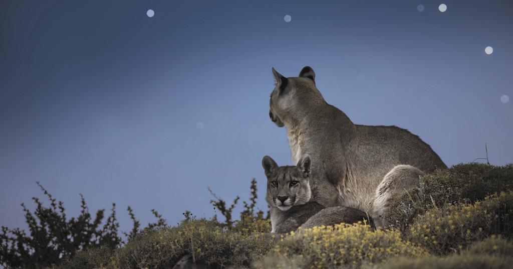 Offspring Films | Features | Broadcast