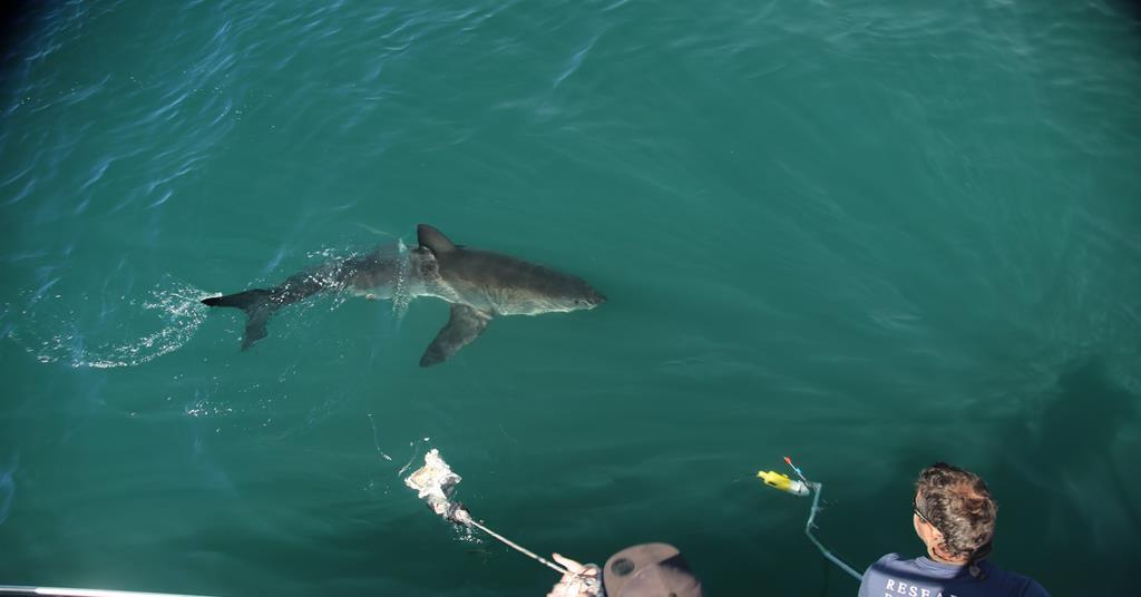 Shark Eat Shark, National Geographic | Behind The Scenes | Broadcast