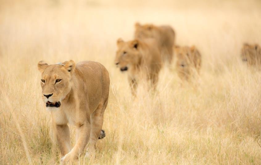 Fremantle picks up debut natural history doc | News | Broadcast