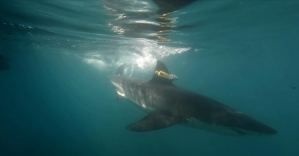 Shark Eat Shark, National Geographic | Behind The Scenes | Broadcast