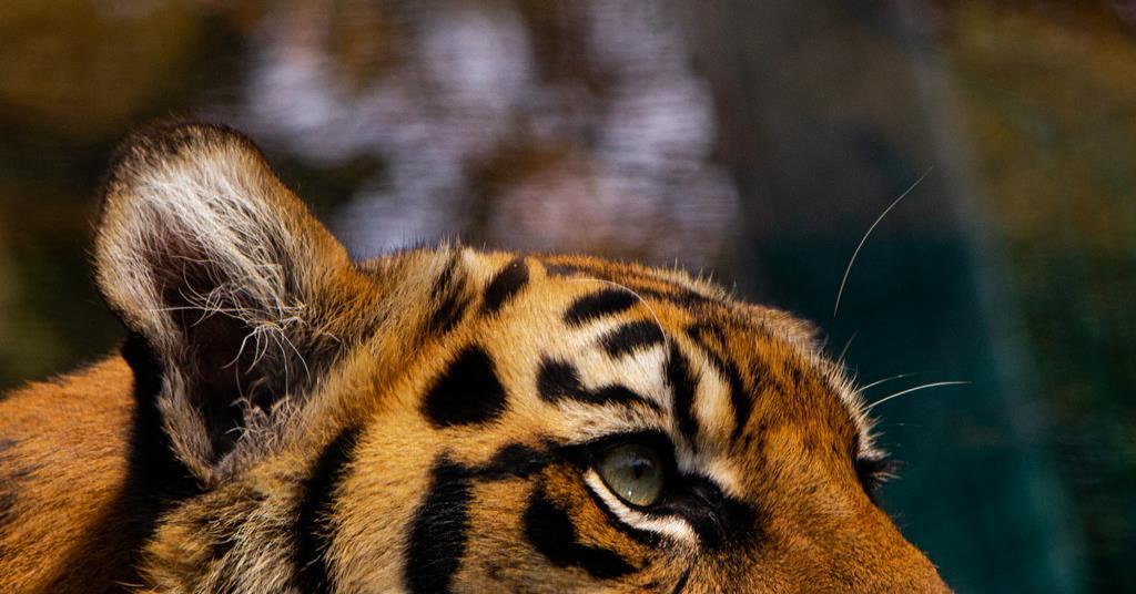 Split renewed and Inside Zoo to BBC2 | News | Broadcast