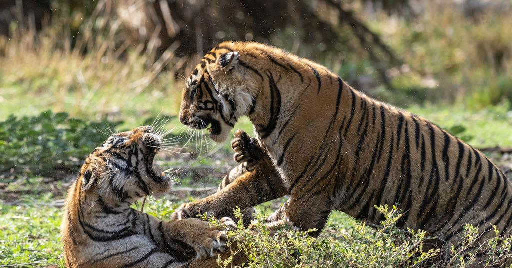 My Tiger Family; Forensics: Murder Scene | Critics | Broadcast