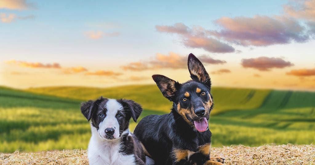 Ricochet to adapt Aussie reality show Muster Dogs | News | Broadcast