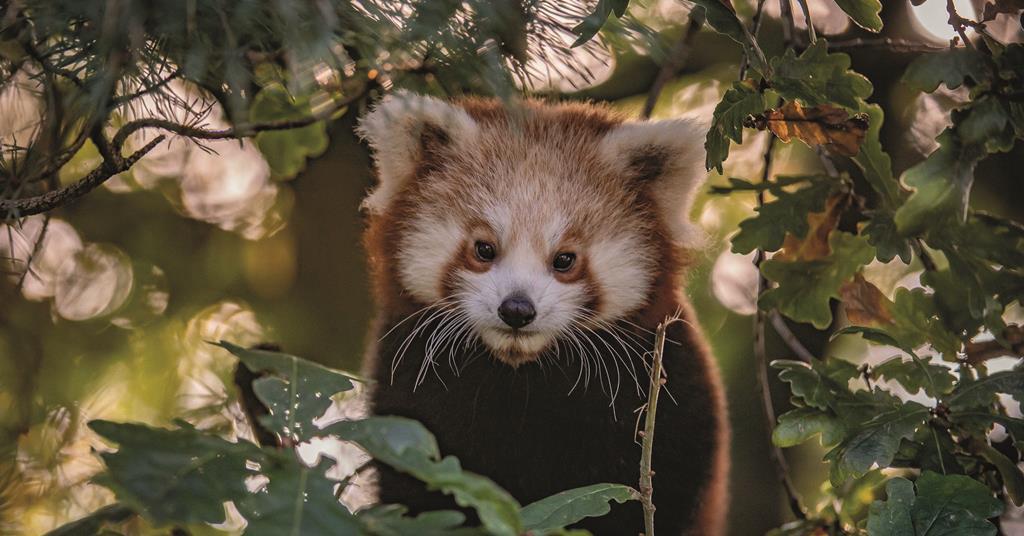 Blast! Films | Features | Broadcast