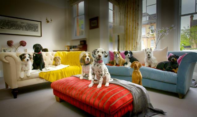 10 Puppies & Us | Features | Broadcast