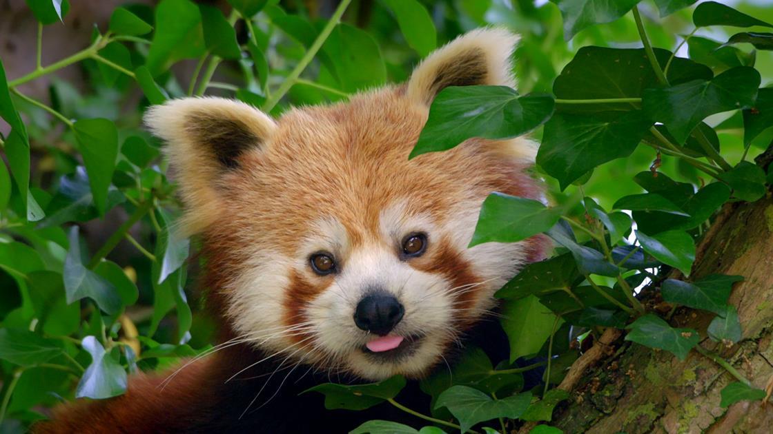 Blast! Films | Features | Broadcast