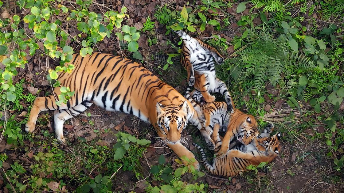 Tiger Island matches Secret Garden | Ratings | Broadcast