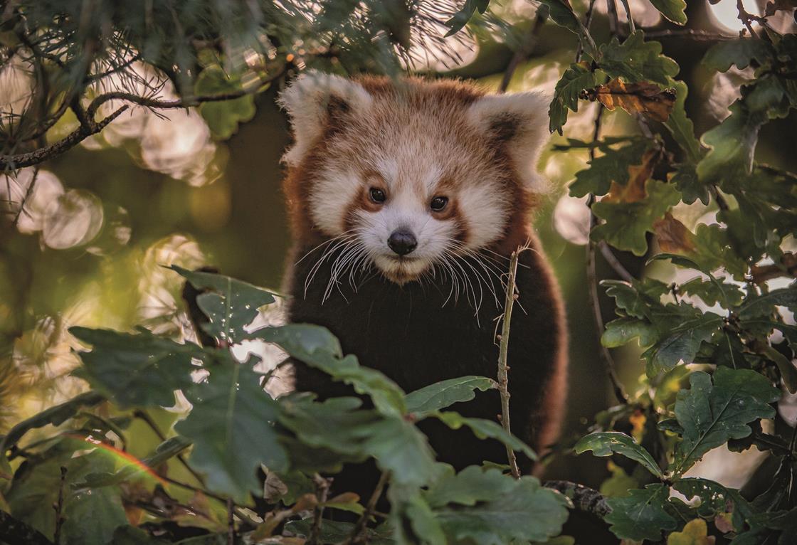 Blast! Films | Features | Broadcast