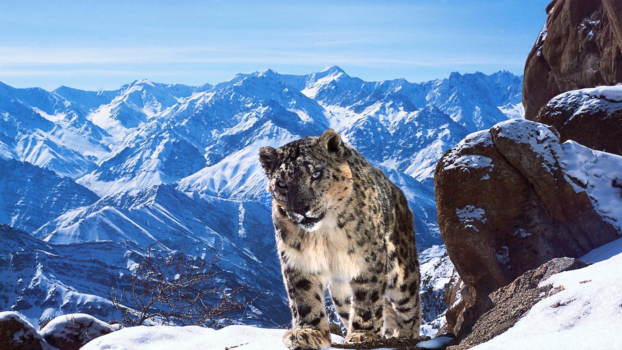 Best documentary series: Planet Earth II | Features | Broadcast